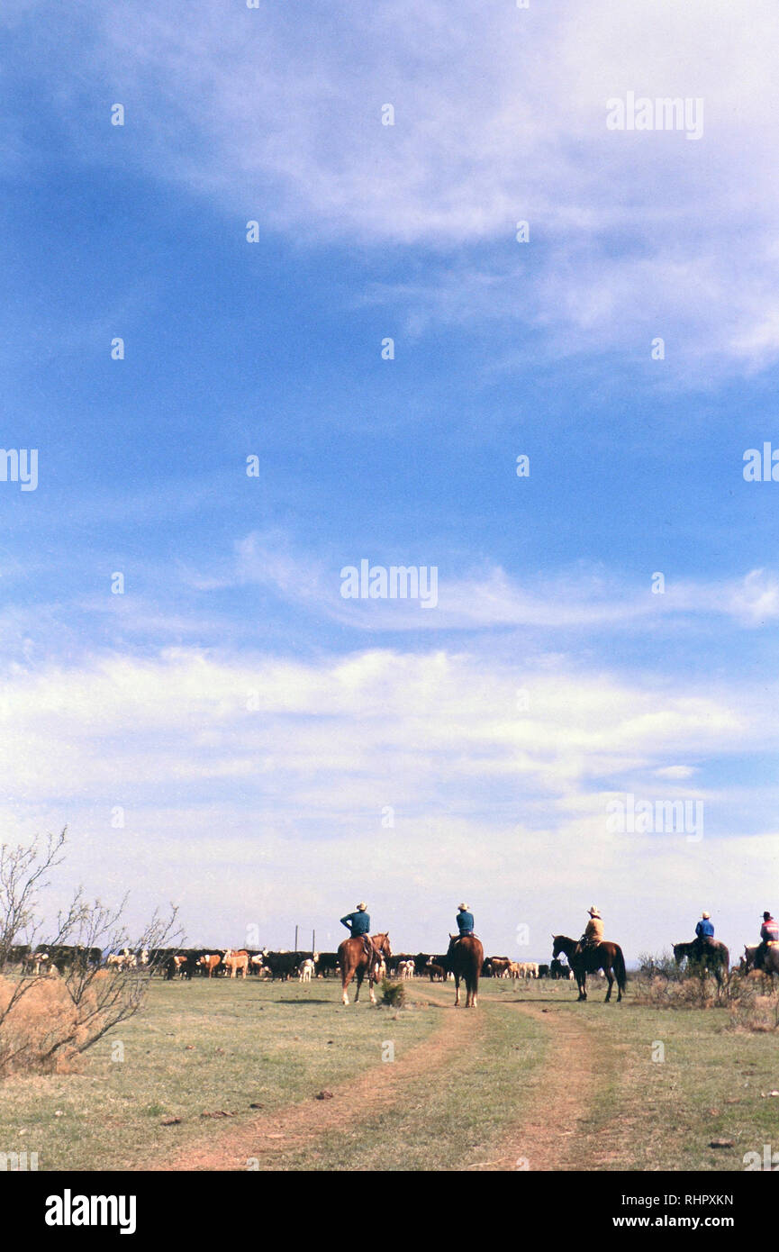 Real texan cowboys hi-res stock photography and images - Alamy