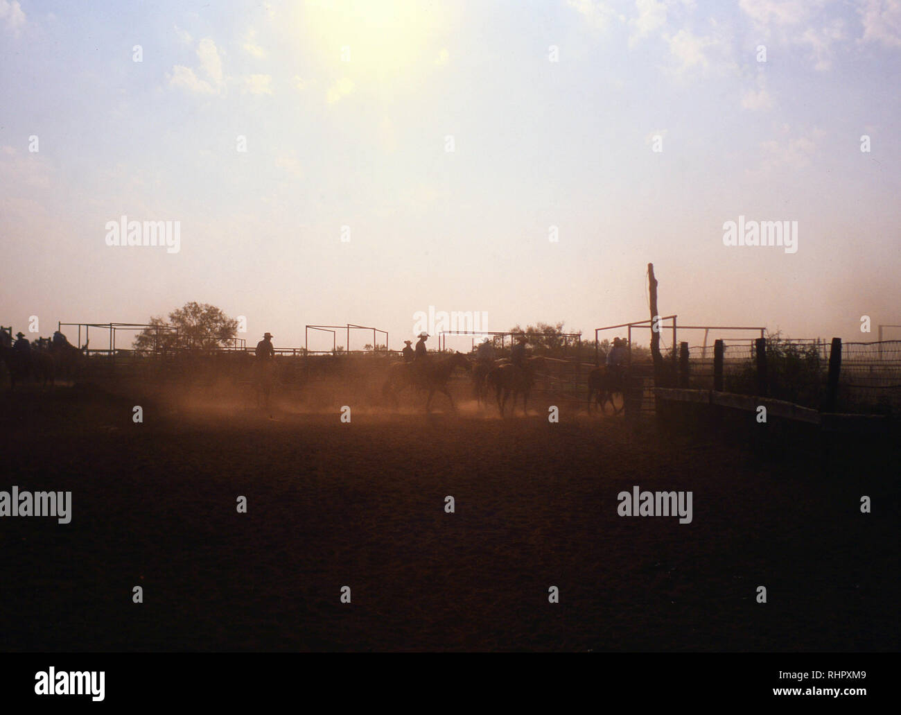 Cowboys separating calves from the mother cows during a spring roundup ...