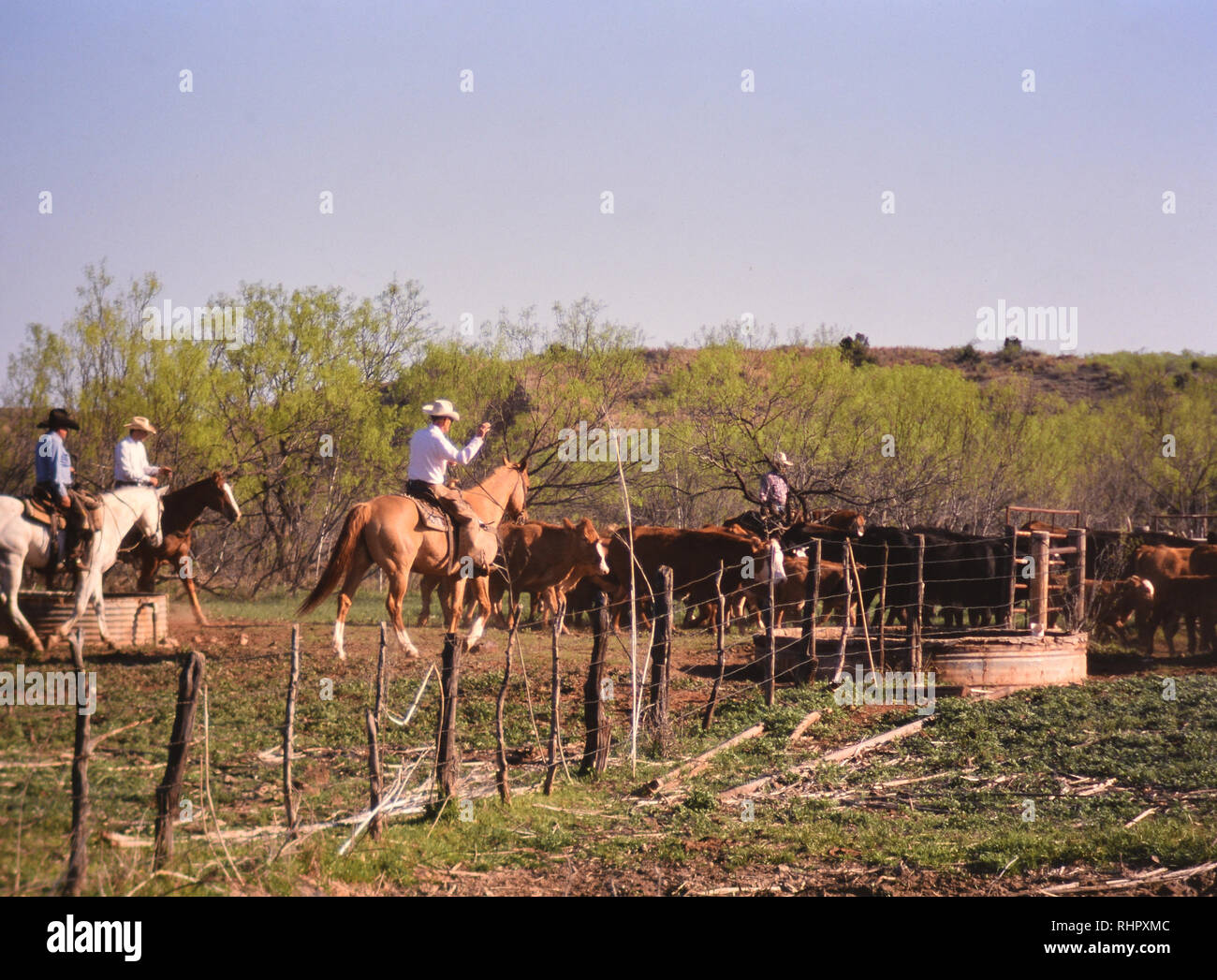 Cowboy on horseback during spring round up on a Texas ranch in 1998 ...
