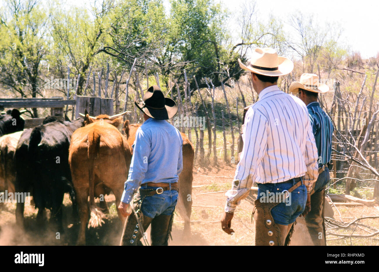 Cowboys in a rustic cattle pen area on a Texas ranch at spring branding ...
