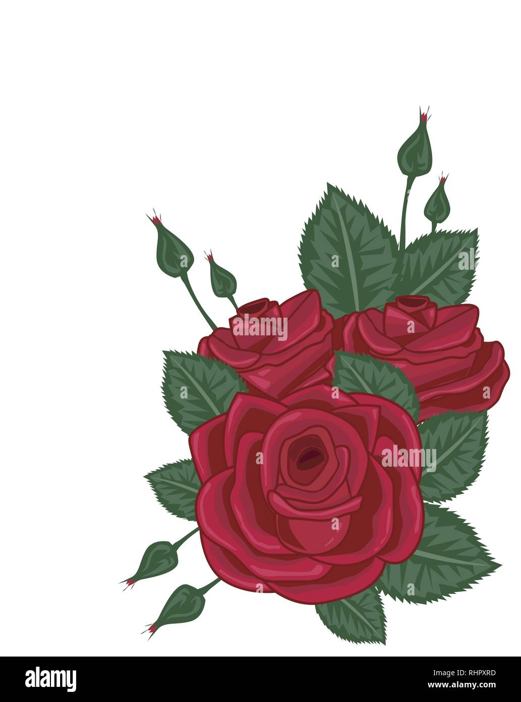 red roses vector illustration on white Stock Vector Image & Art - Alamy