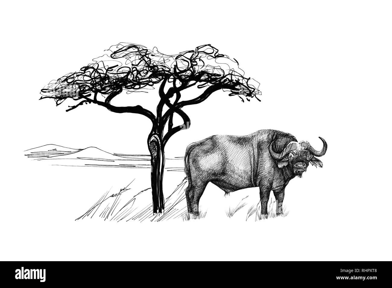 Buffalo near a tree in africa. Hand drawn illustration. Collection of ...