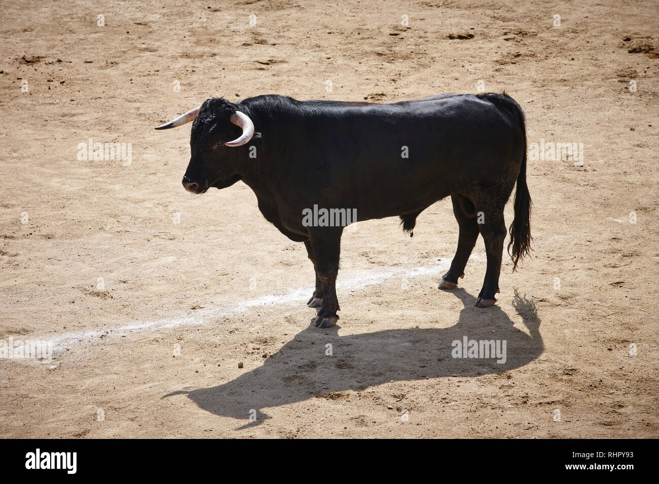 Fighting bull in the arena. Bullring. Toro bravo. Spain. Horizontal ...
