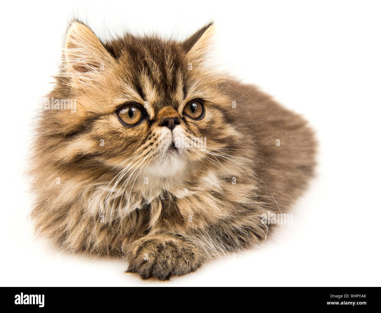 Beautiful Persian kitten cat marble color coat, three weeks old Stock ...