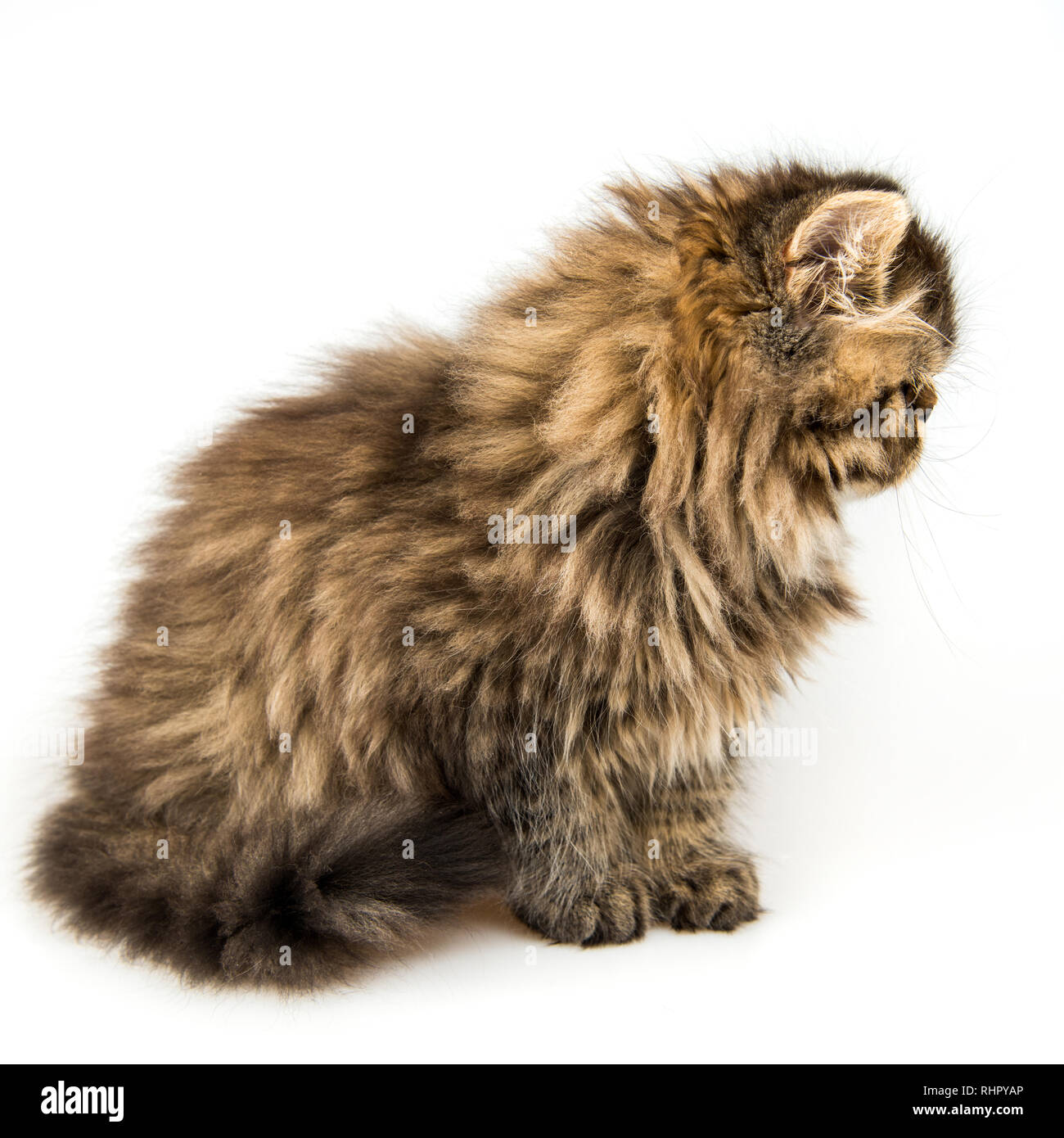 Beautiful Persian kitten cat muzzle profile marble color coat Stock ...