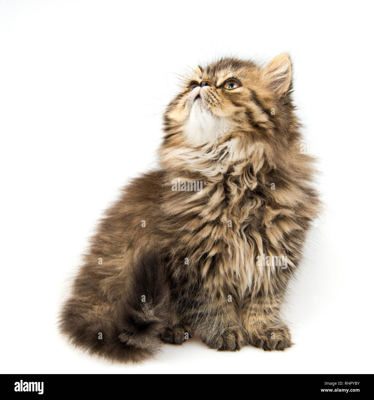 Beautiful Persian kitten cat muzzle marble color coat looking up, three ...