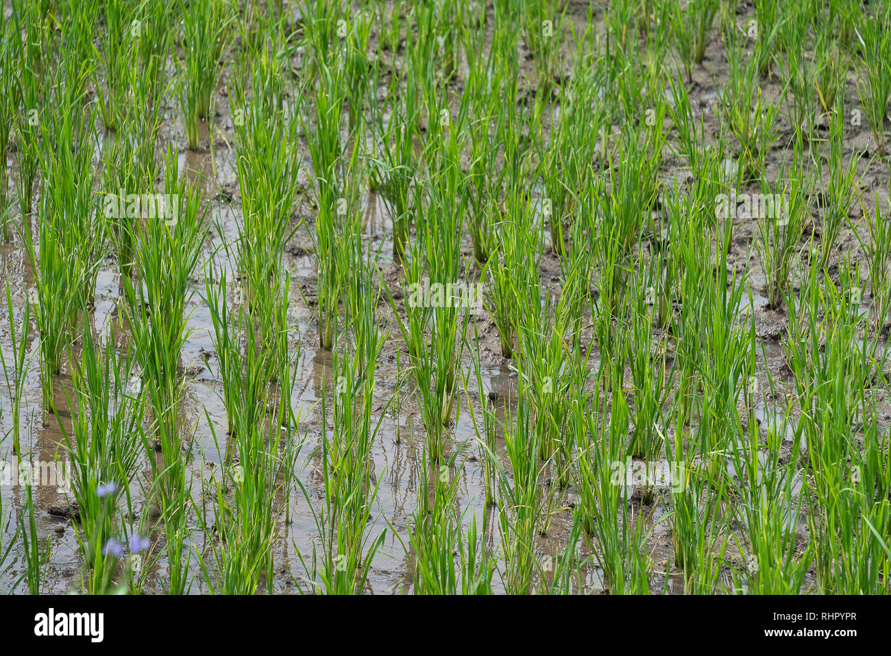 Green rice plants field in Indonesia Stock Photo - Alamy