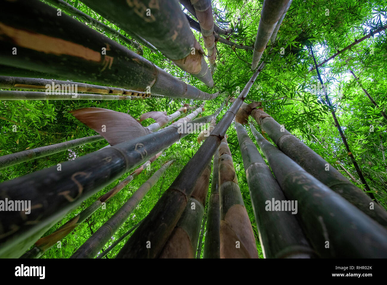 Green bamboo background. From the bottom to the top view of grove of ...
