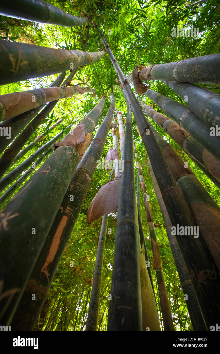 Green bamboo background. From the bottom to the top view of grove of ...