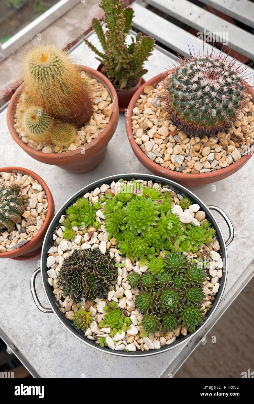 Greenhouse plant collection uk hi-res stock photography and images - Alamy