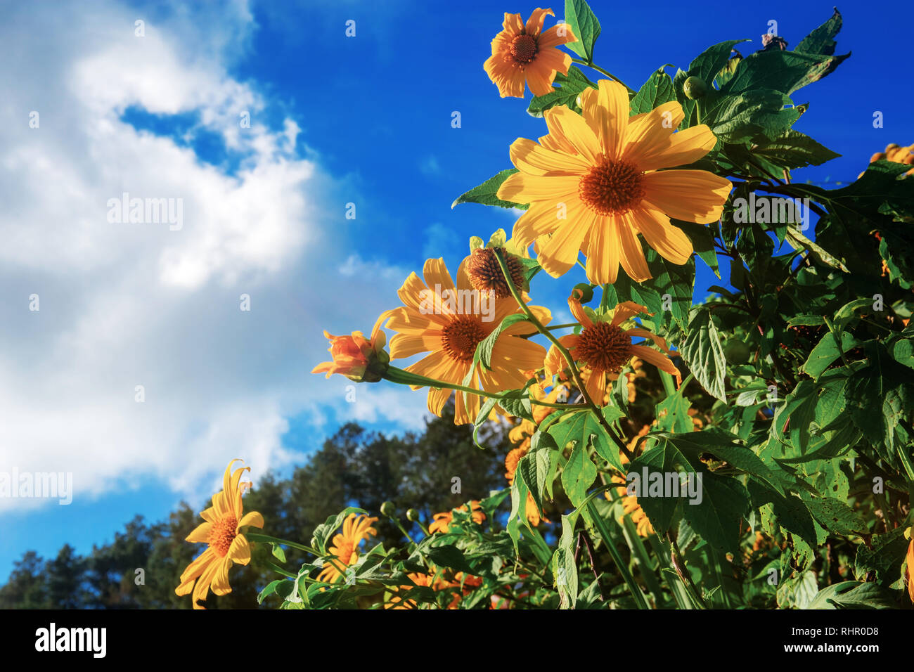 Bua tong flower with the blue sky at sunlight Stock Photo - Alamy