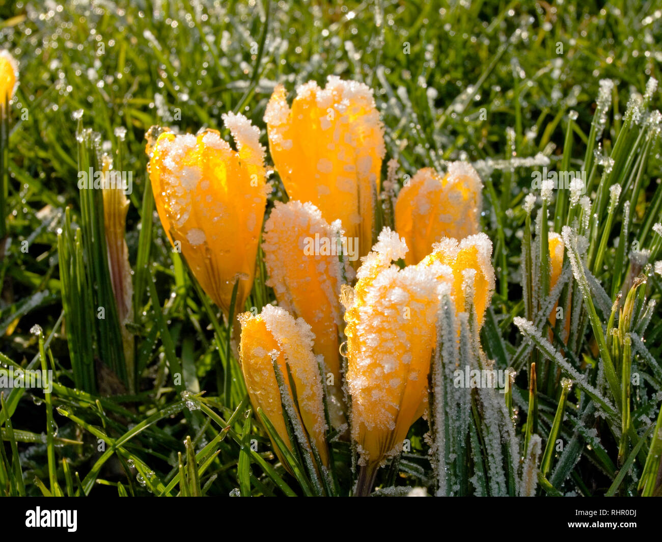 Crocuses in Spring Frost Stock Photo - Alamy
