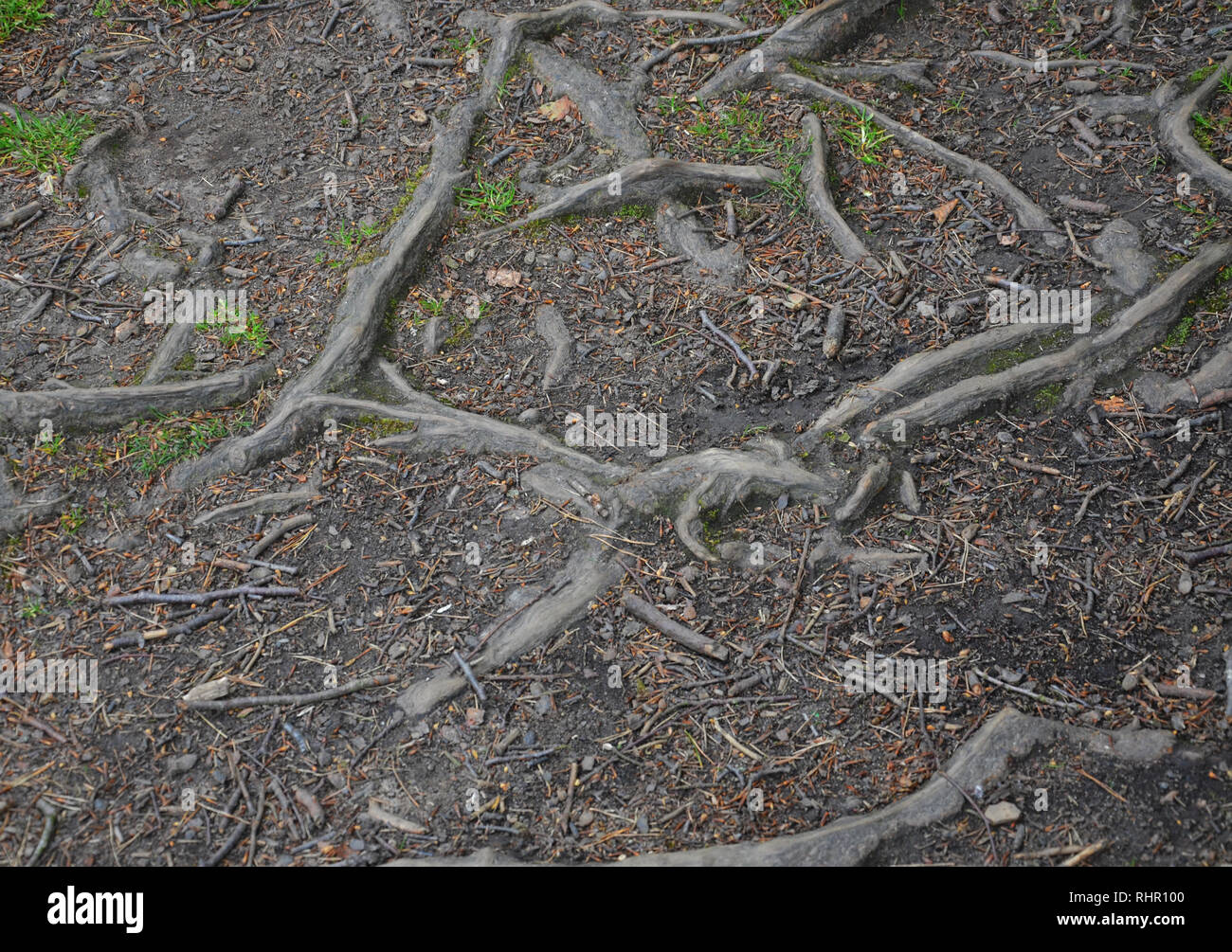 Ancient Woodland Tree Roots Stock Photo - Alamy