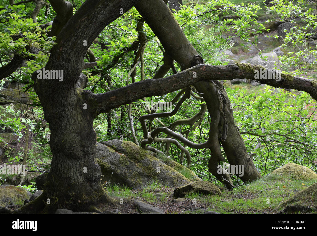 Ancient woodland tree hi-res stock photography and images - Alamy