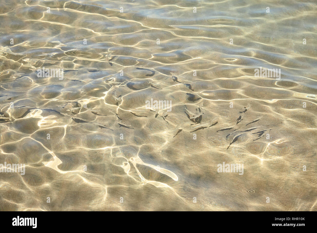 Small fish in a water near the sea shore Stock Photo - Alamy