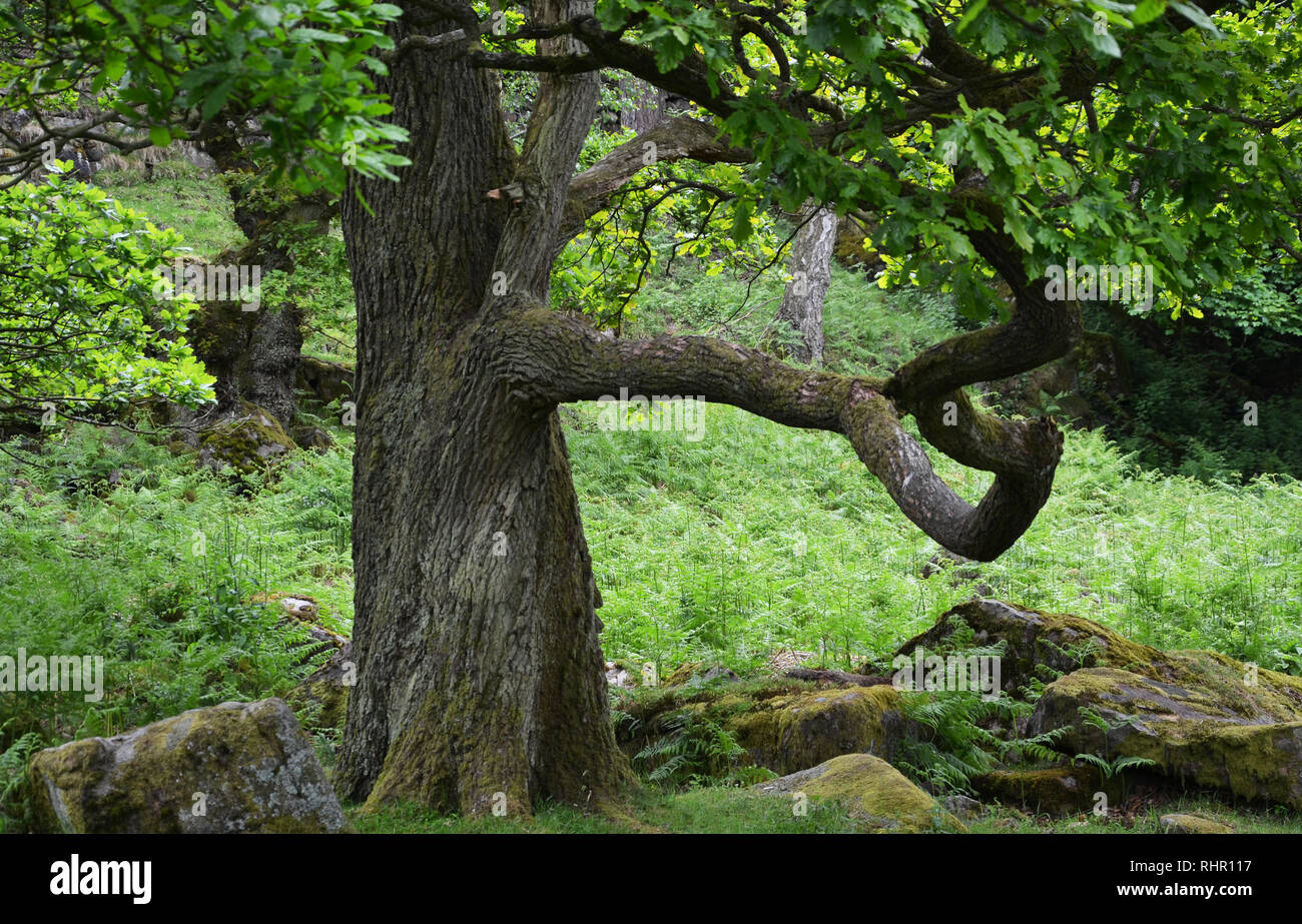Ancient woodland tree hi-res stock photography and images - Alamy