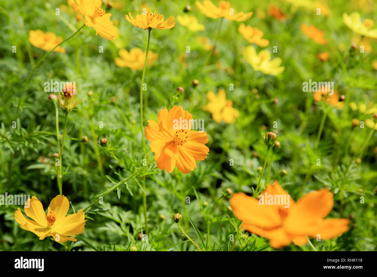 Cosmos in garden with sunlight in summer Stock Photo - Alamy