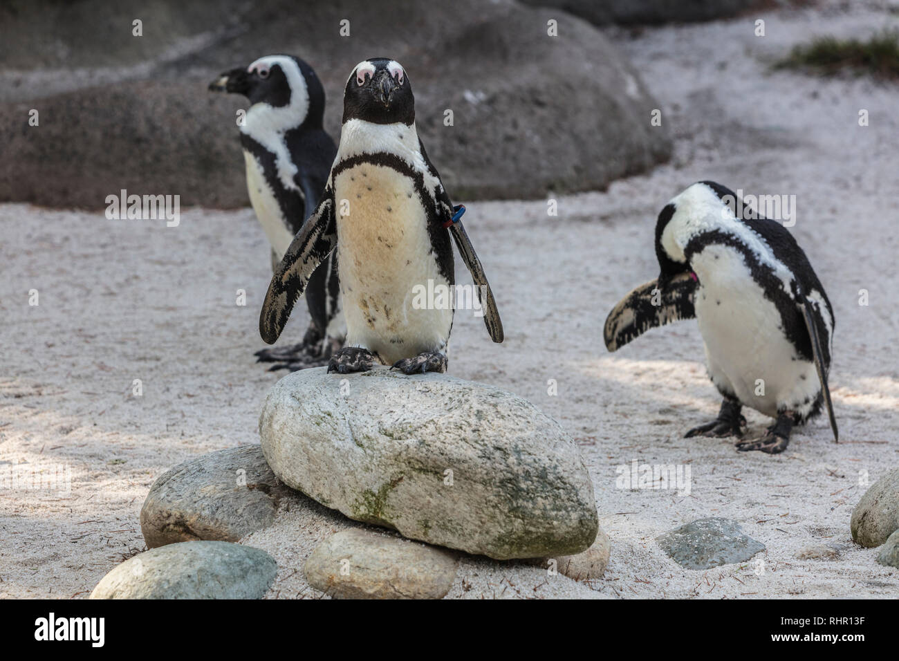 Sheniscidae hi-res stock photography and images - Alamy