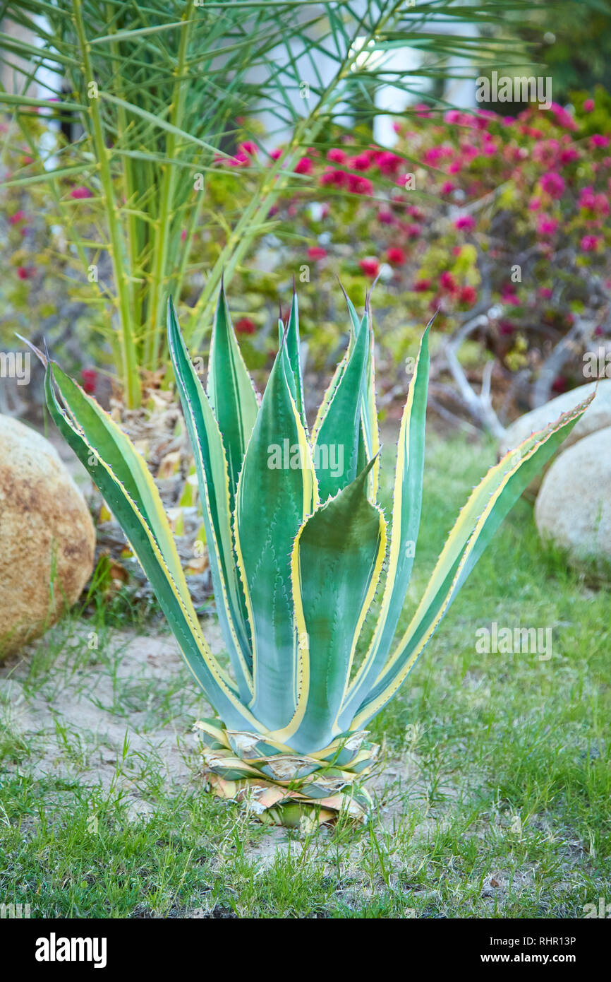 Agave plant growing outdoors. Agave plantplant drought tolerance Stock ...