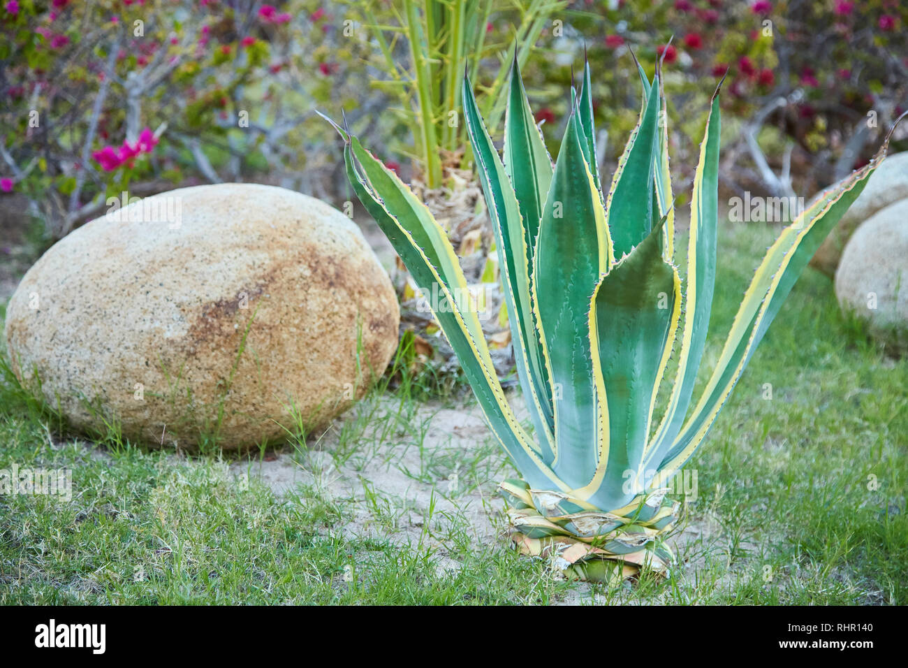 Agave plant growing outdoors. Agave plantplant drought tolerance Stock ...