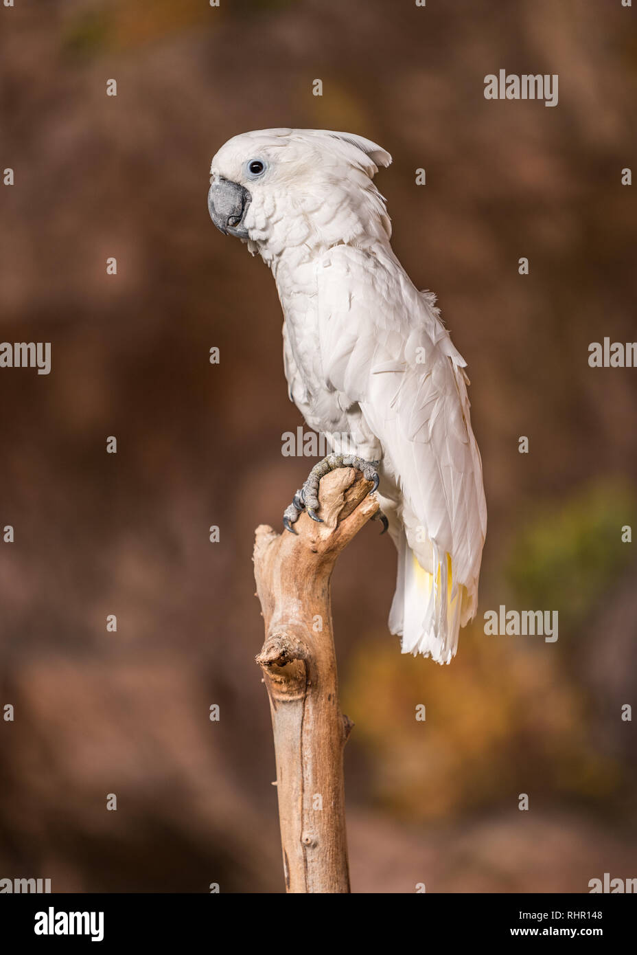 Cute cockatoo hi-res stock photography and images - Alamy