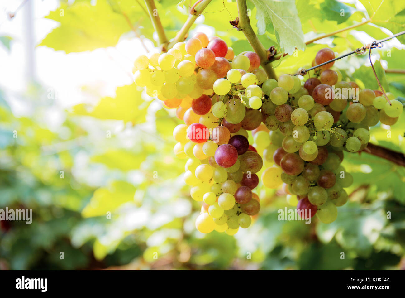 Grapes on tree with sunlight in vineyard Stock Photo - Alamy