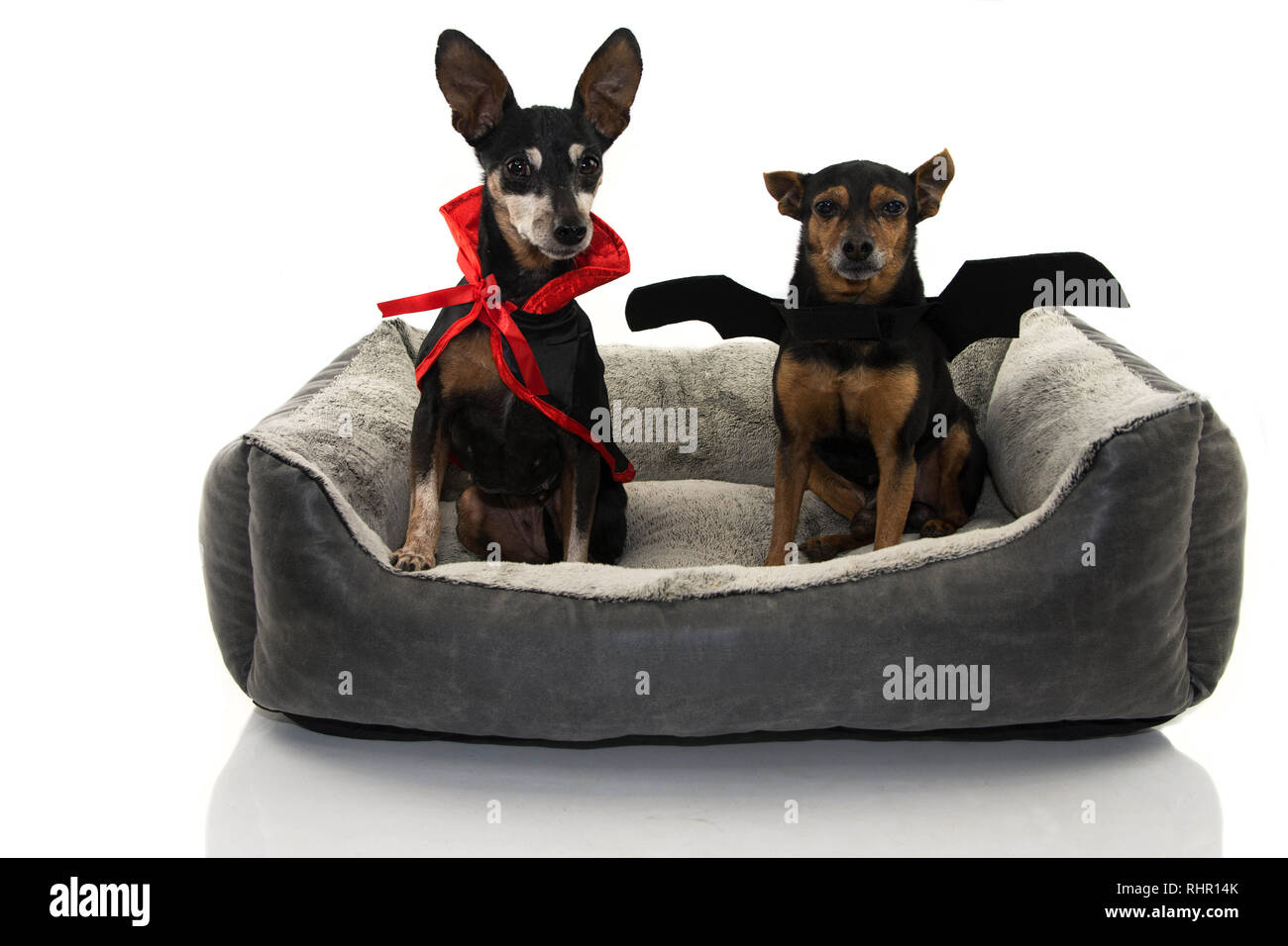 Sitting bat hi-res stock photography and images - Alamy