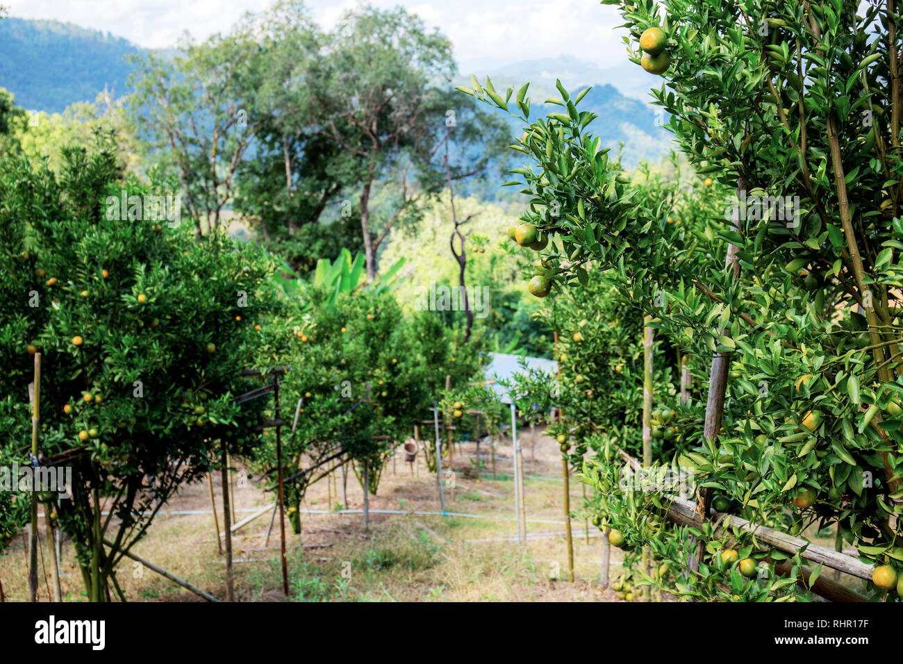 Orange tree in farm on hill with the sunlight Stock Photo - Alamy