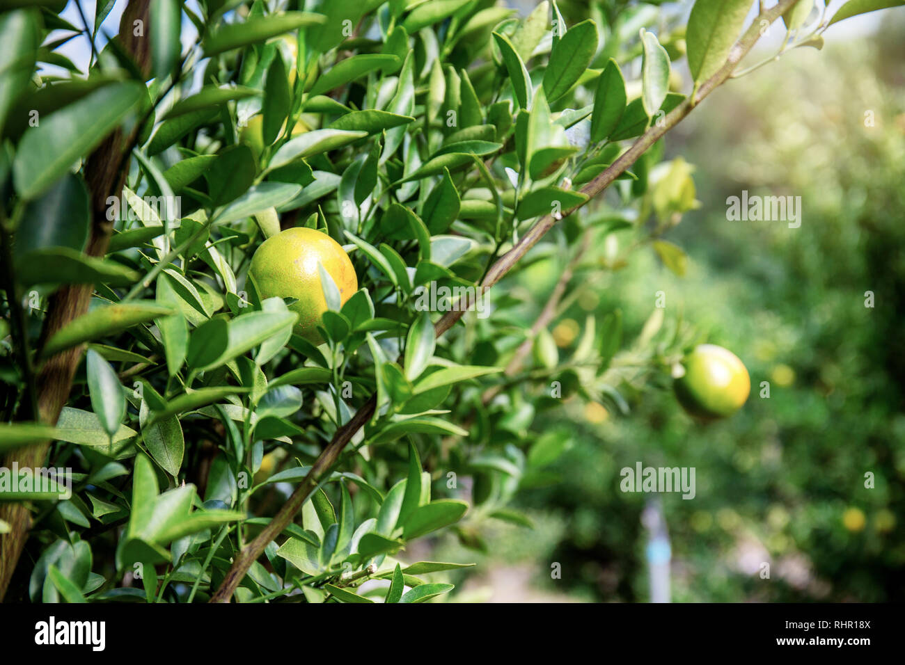 Orange tree with sunlight in farm Stock Photo - Alamy