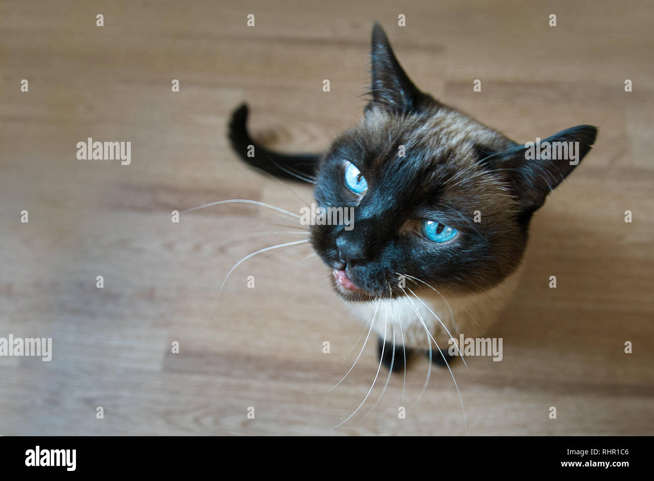 Siam the Cat. Portrait Face Stock Photo - Alamy