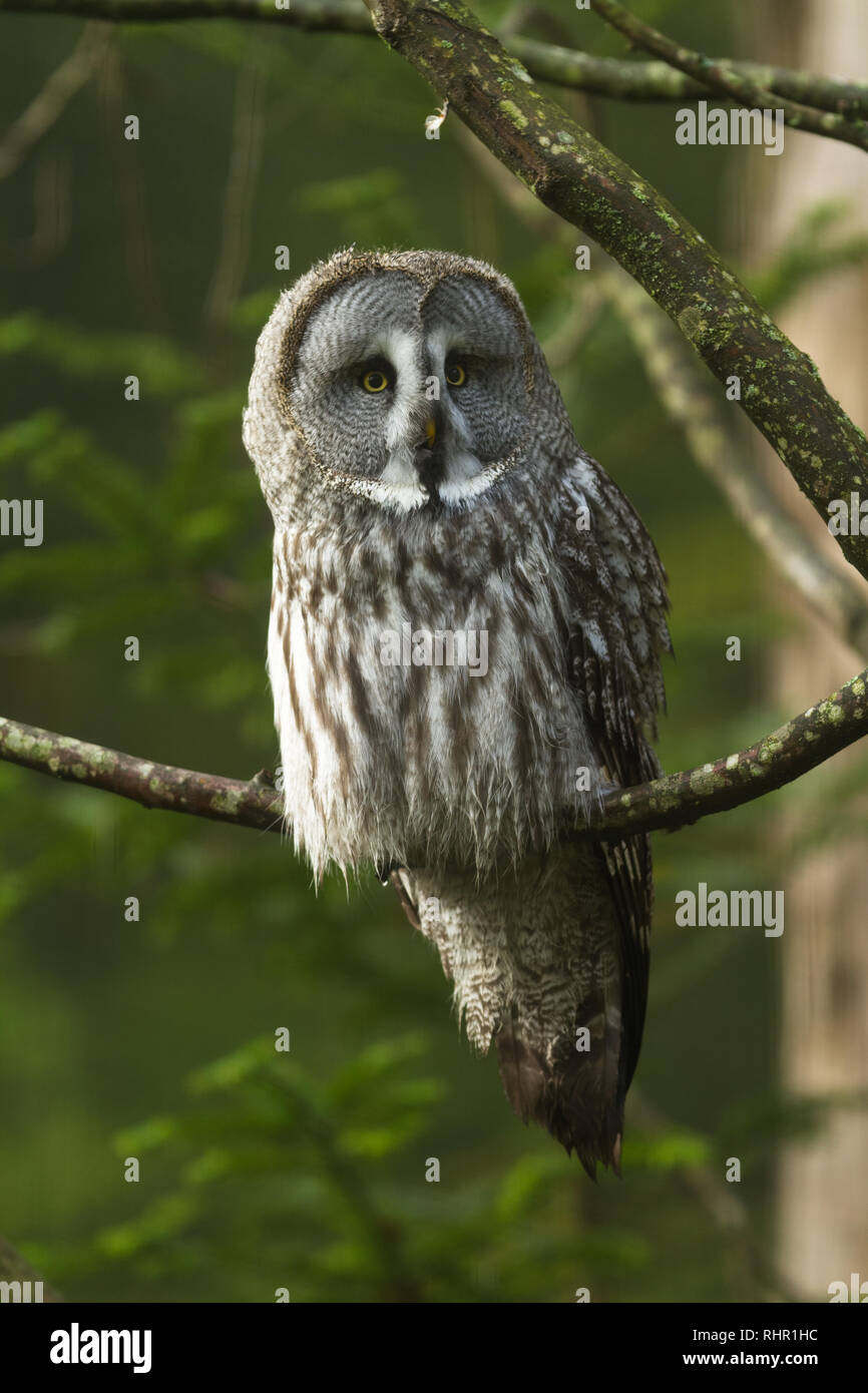 Great Gray Owl in the tree Stock Photo - Alamy