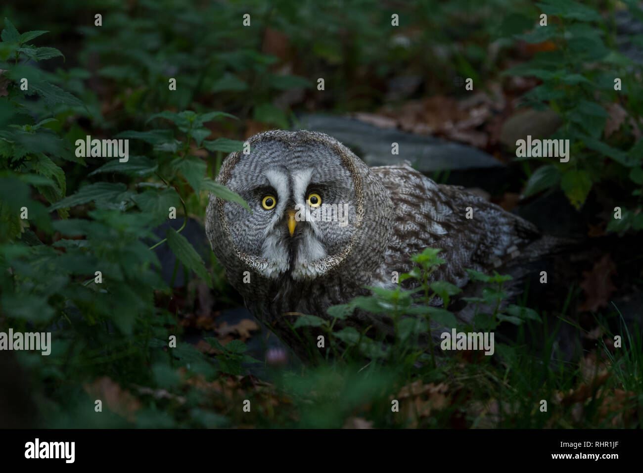 Great Gray Owl in the tree Stock Photo - Alamy