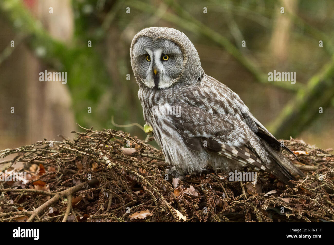 Great Gray Owl in the tree Stock Photo - Alamy