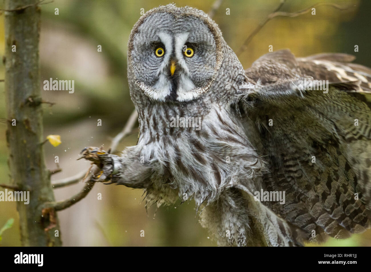 Great Gray Owl in the tree Stock Photo - Alamy