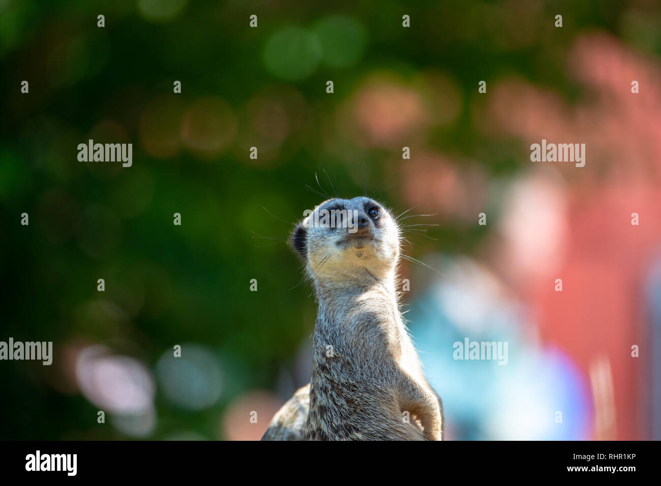 Half body portrait hi-res stock photography and images - Alamy