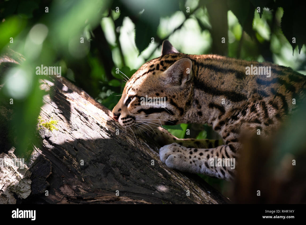 Margay High Resolution Stock Photography and Images - Alamy