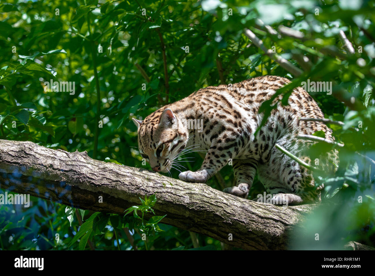 Ocelot in jungle tree branches Stock Photo - Alamy