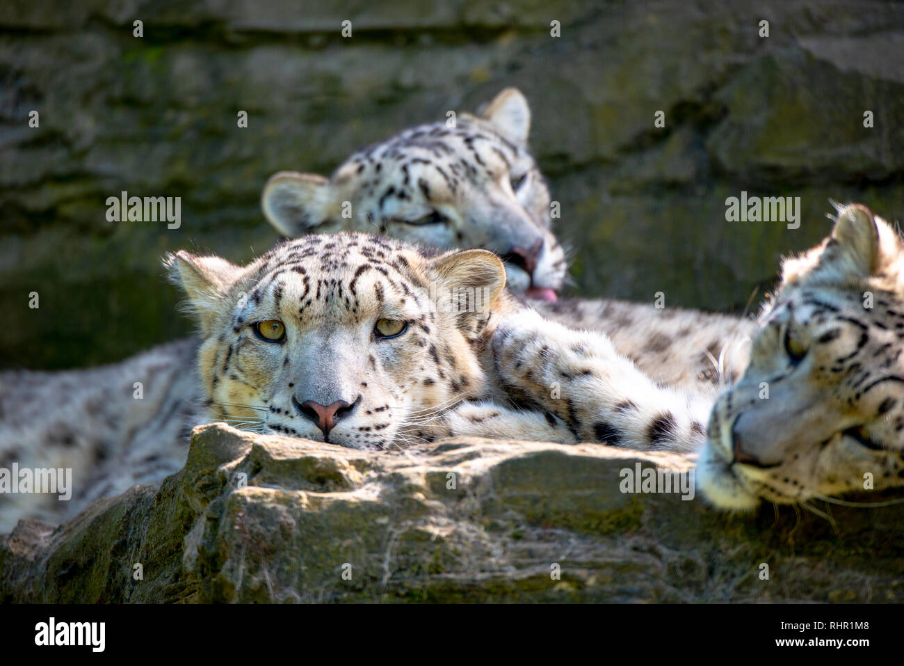 Snow leopard cub face hi-res stock photography and images - Alamy