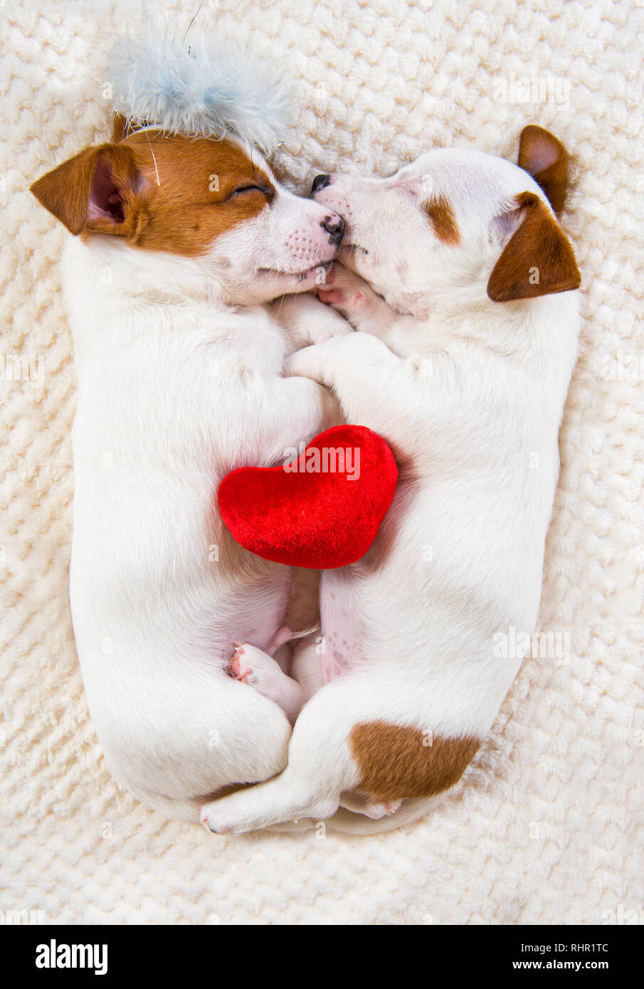 Can Puppy Love Become Real Love