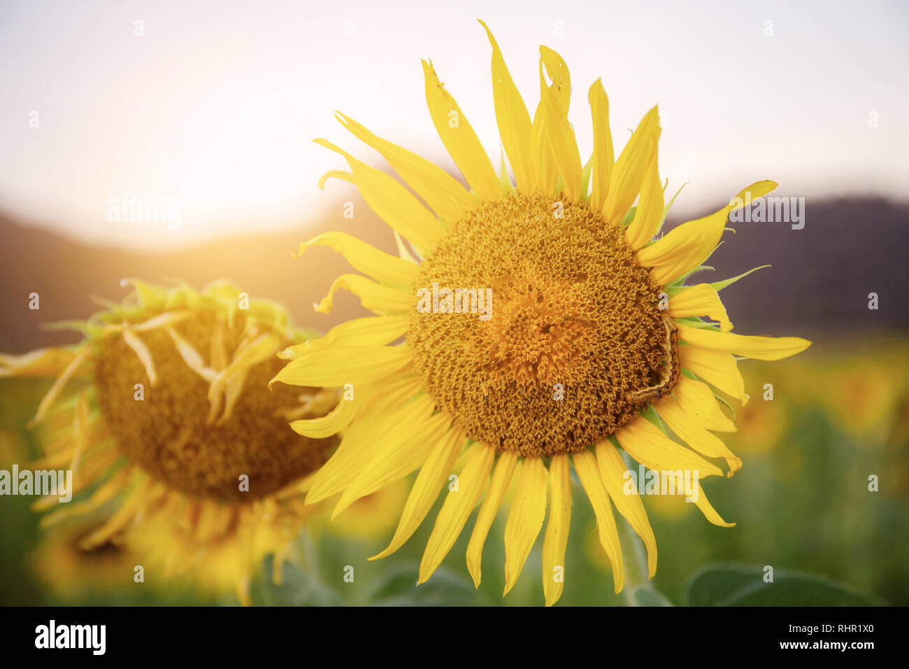 Sunflower in field and worm on pollen with the sunset at sky Stock ...