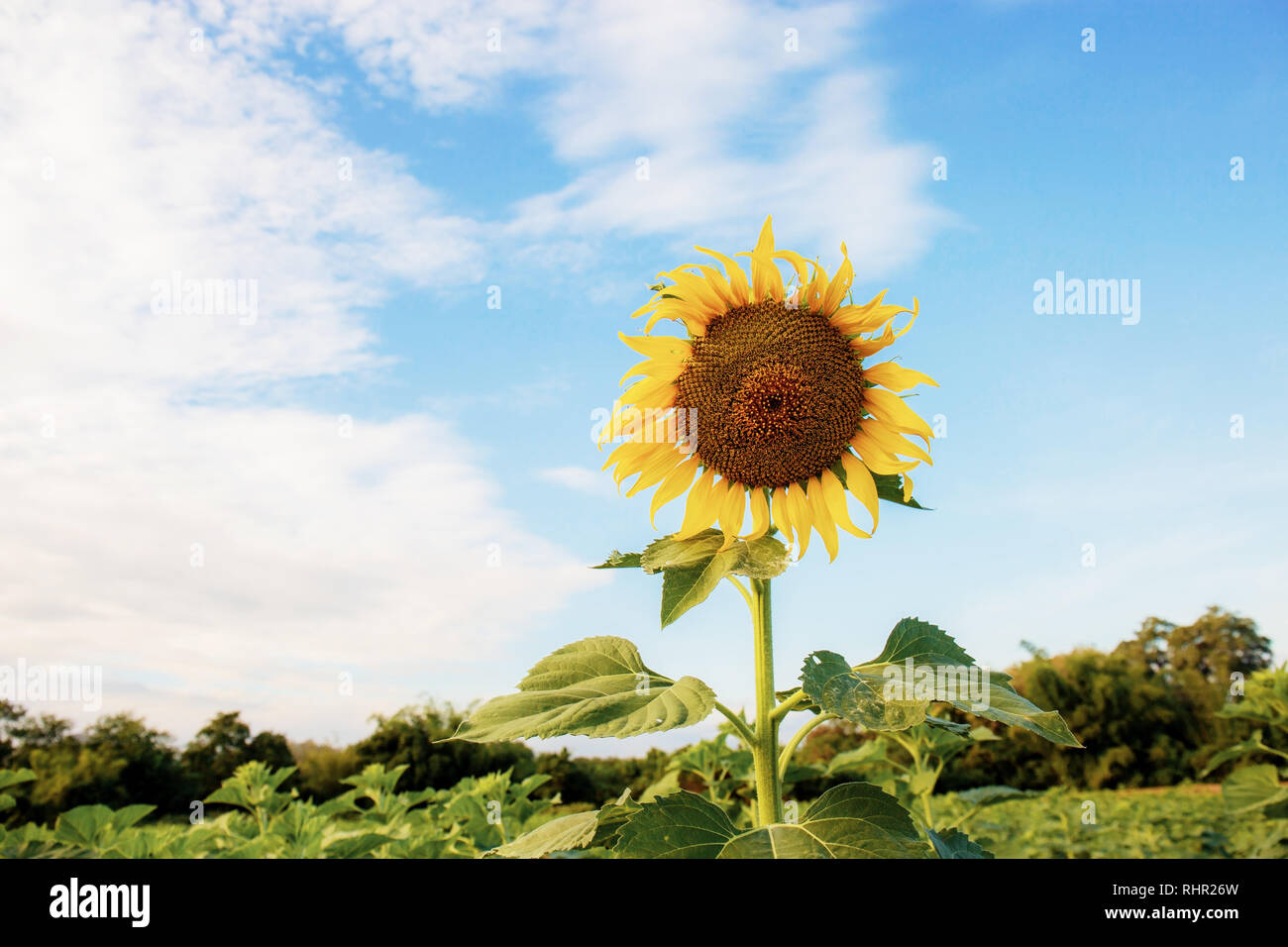 Sunflower in farm with the sunlight at sky Stock Photo - Alamy