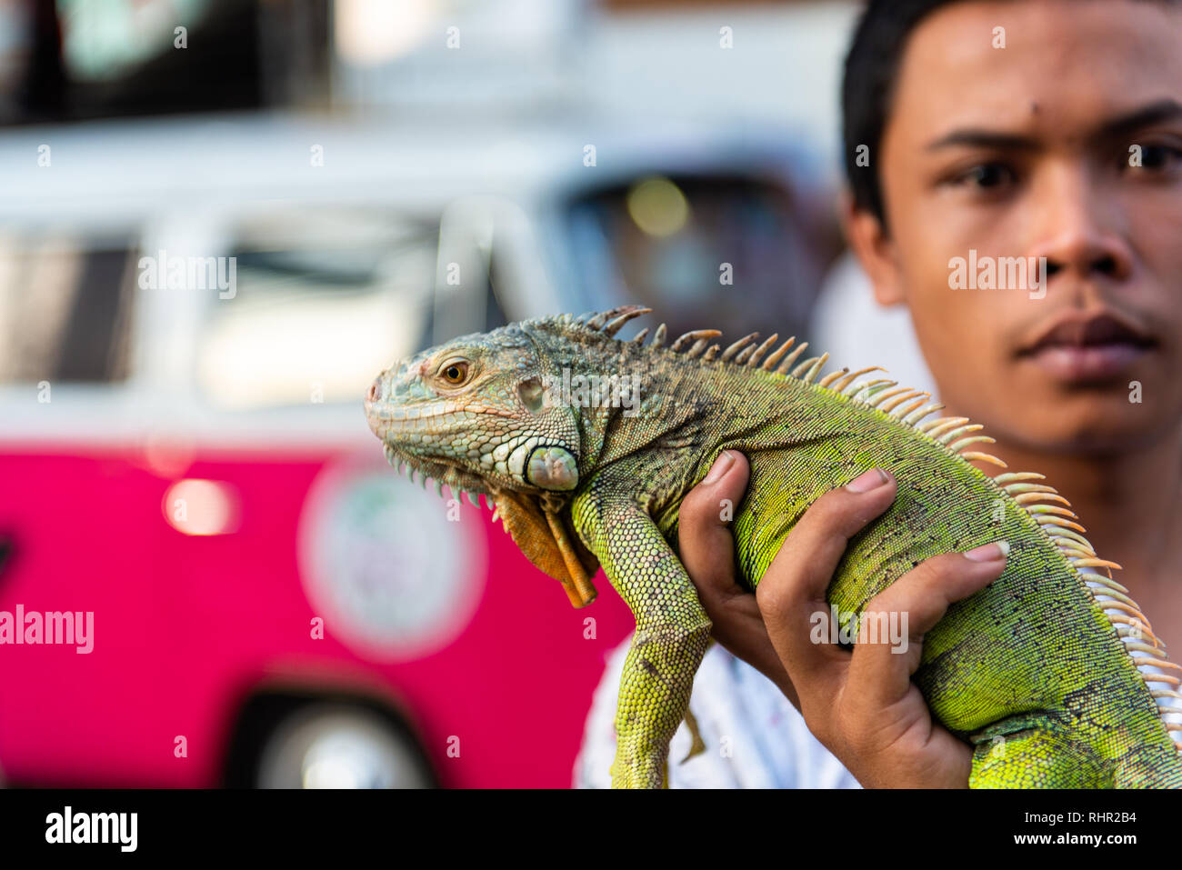 Thai man holding iguana lizard Stock Photo - Alamy