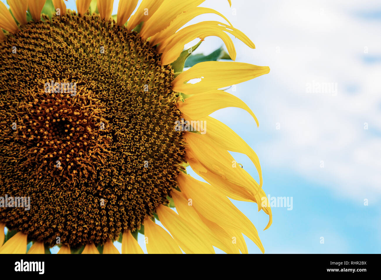 Sunflower with beautiful at the sky background Stock Photo - Alamy