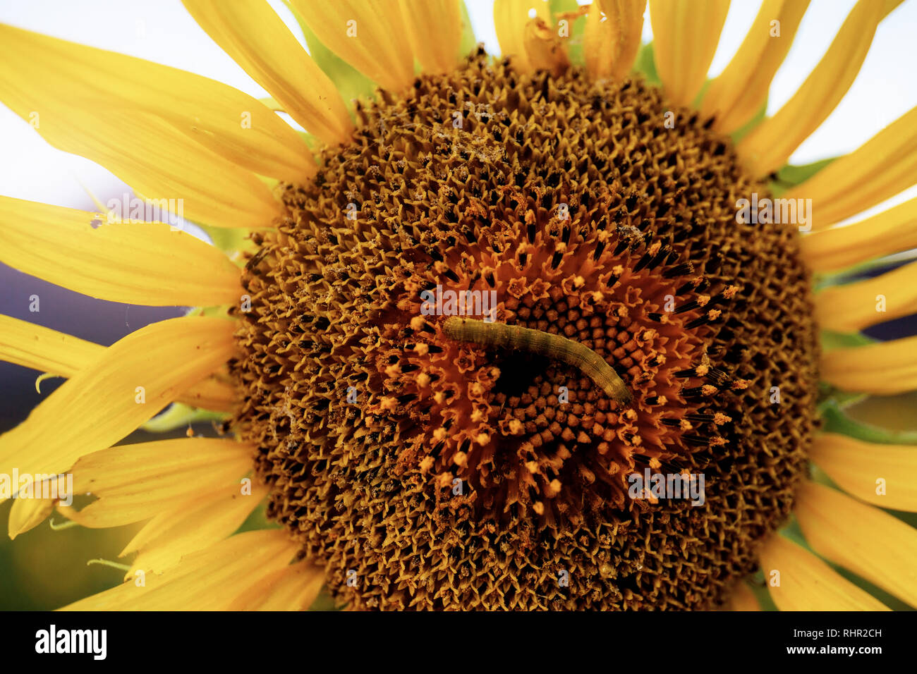 Worm on pollen of sunflower with texture background Stock Photo - Alamy