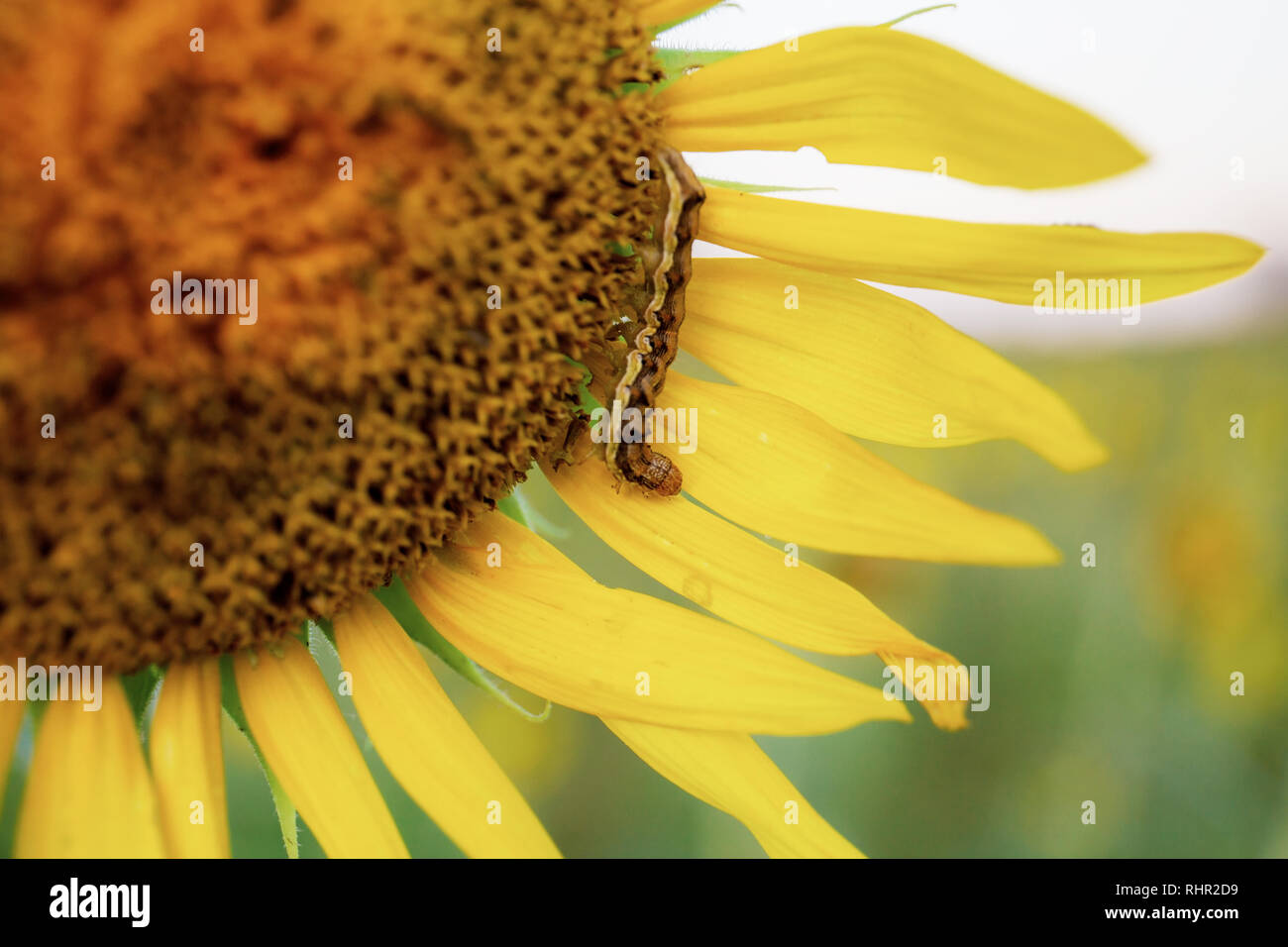 Worm on pollen of sunflower with the sunlight Stock Photo - Alamy