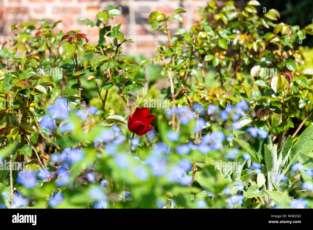 Single red rose in the garden with forget-me-nots in front Stock Photo ...