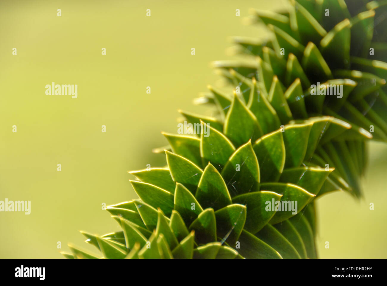 Twisted Monkey puzzle tree branch detail Stock Photo - Alamy
