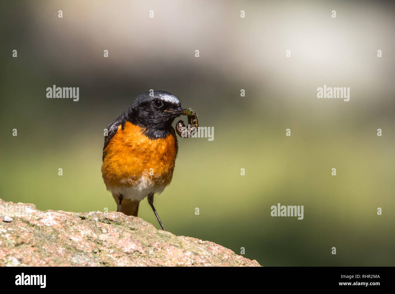 Redstart with caterpillar hi-res stock photography and images - Alamy
