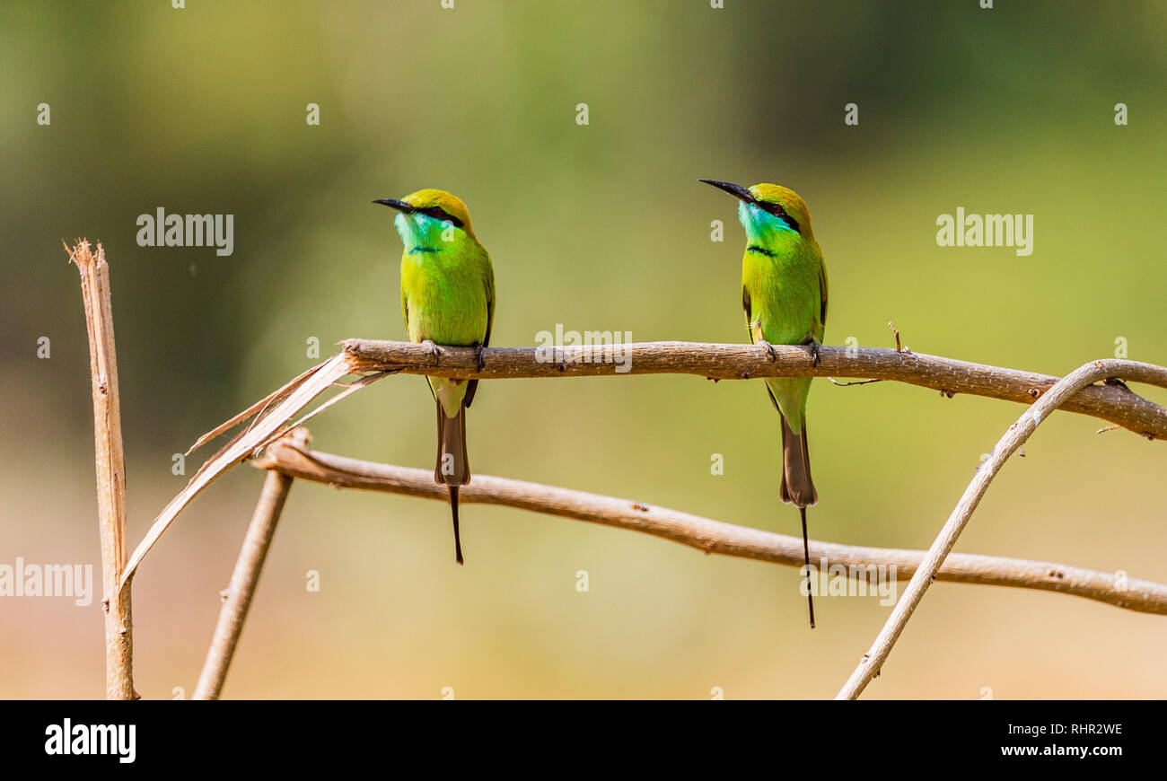 Bee eater couple hi-res stock photography and images - Alamy