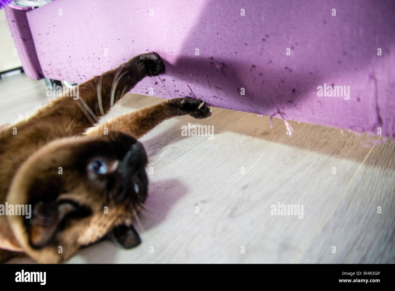 The cat claws upholstery furniture. Cat destroying furniture with front ...